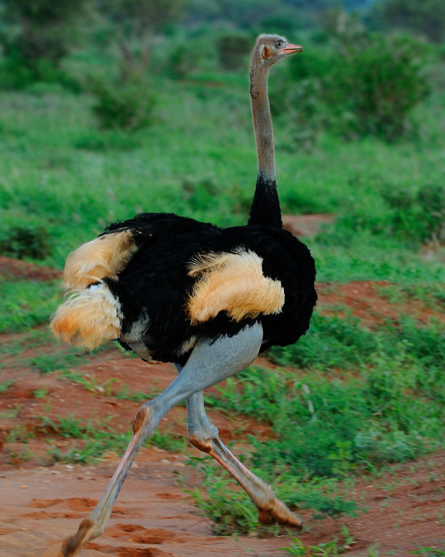 Details : Common Ostrich - BirdGuides