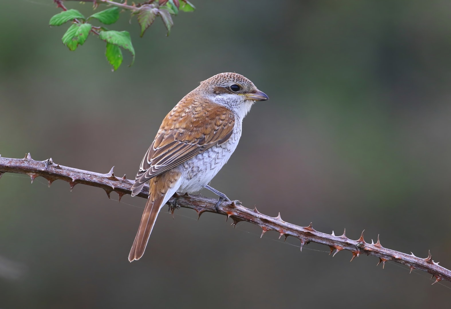 Red-backed Shrike by Lee Fuller - BirdGuides
