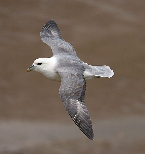 Details : Northern Fulmar - BirdGuides
