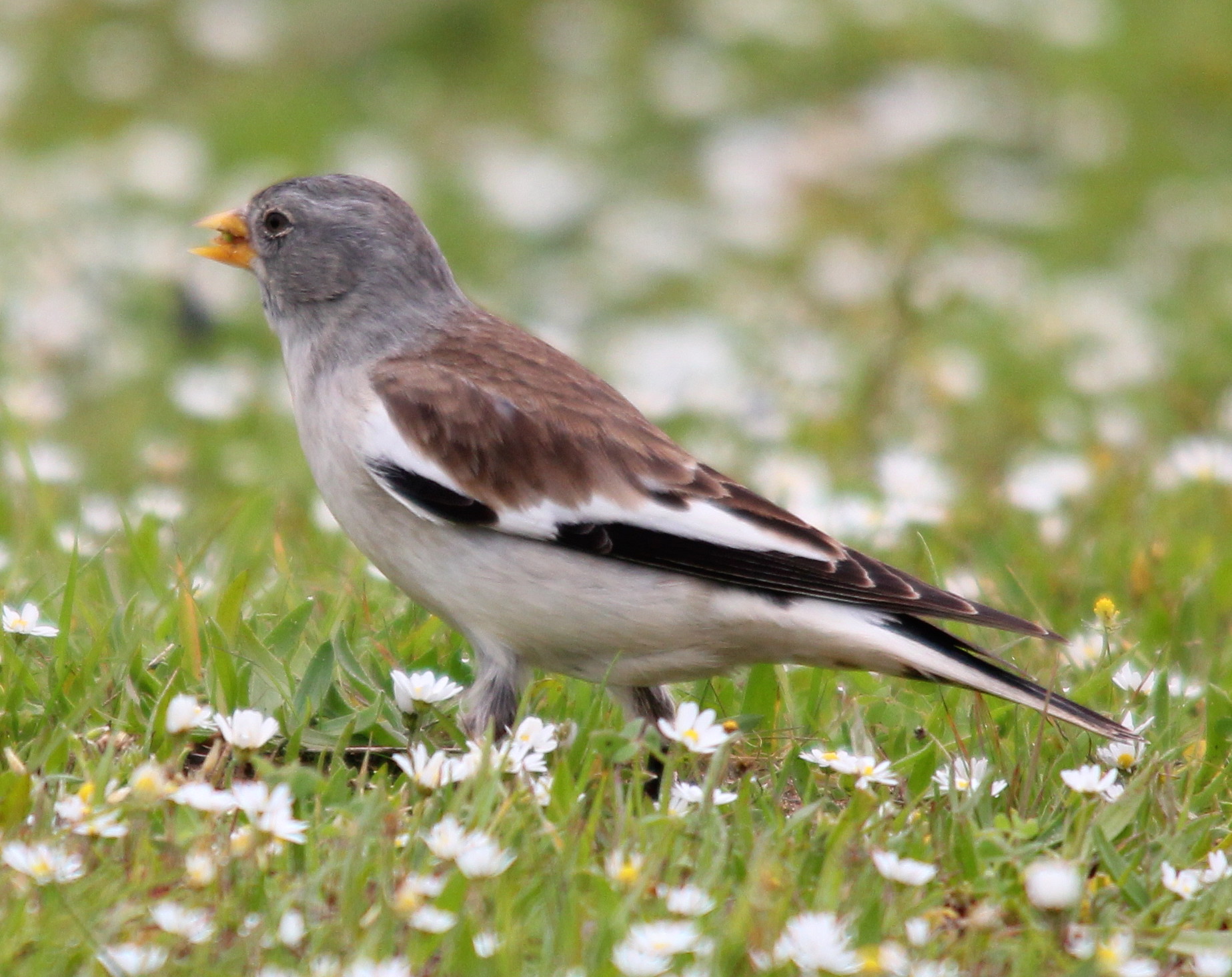 Details : White-winged Snowfinch - BirdGuides