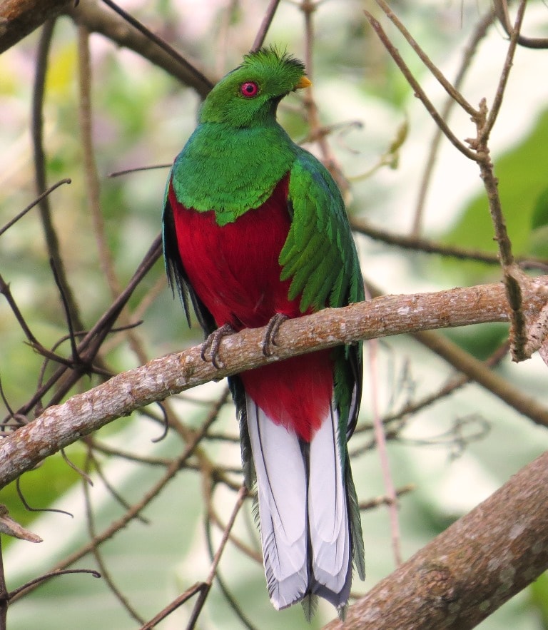 Crested Quetzal by Trevor Ellery - BirdGuides
