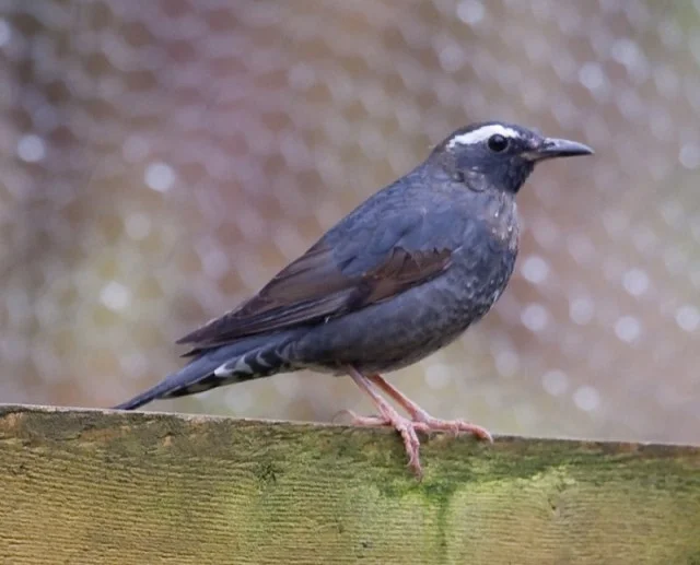 Details : Siberian Thrush - BirdGuides