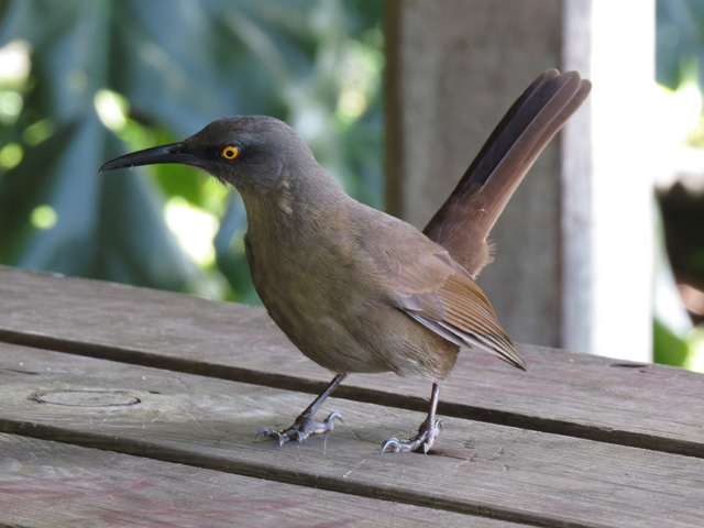 Details : Brown Trembler - BirdGuides