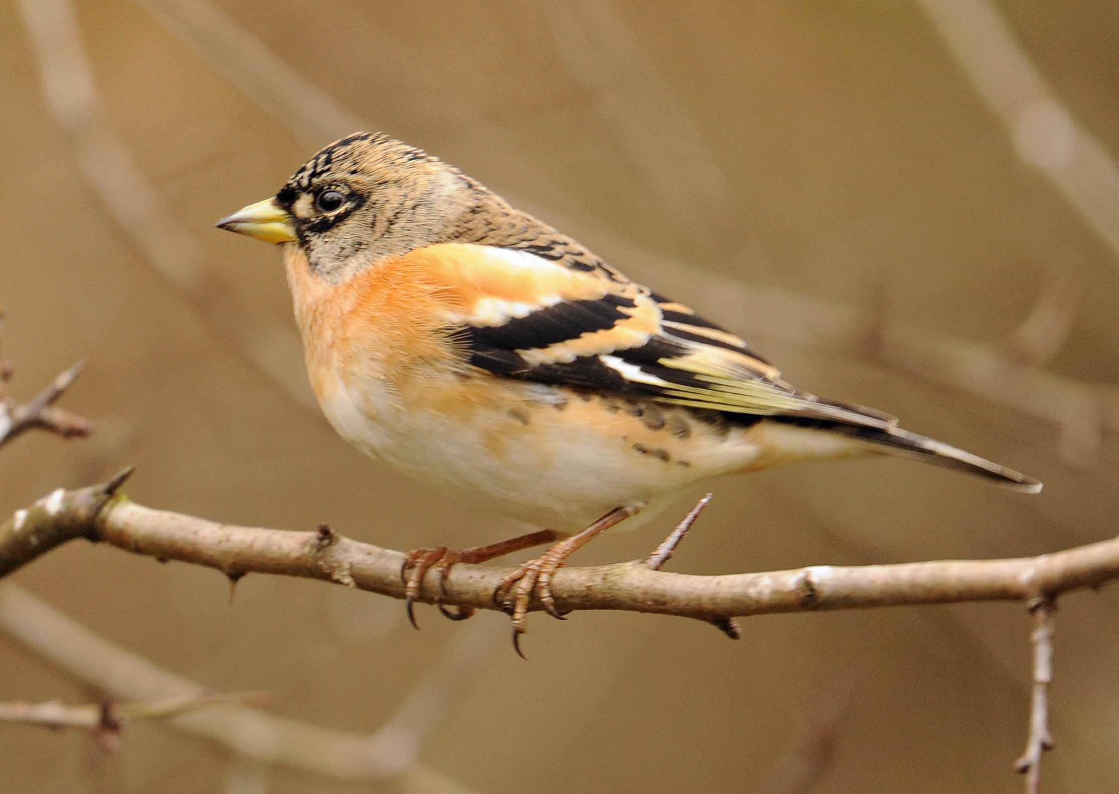 Details : Fringilla - BirdGuides