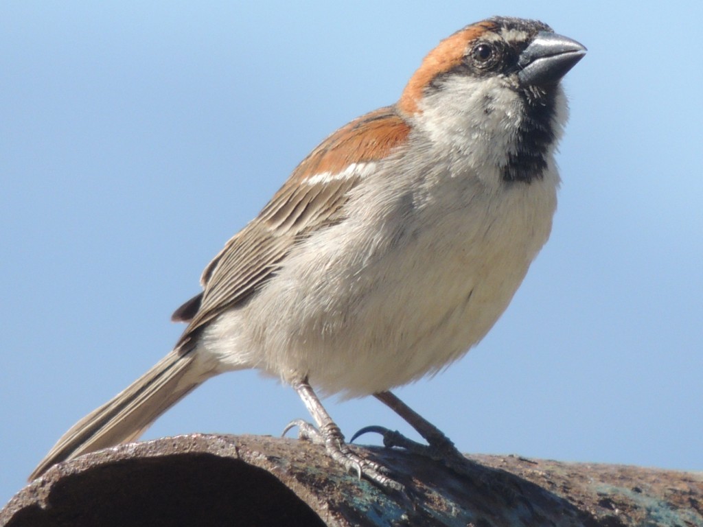 Details : Iago Sparrow - BirdGuides