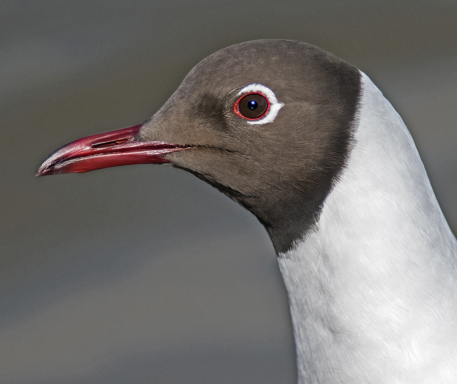 Black-headed Gull by Wayne Davies - BirdGuides