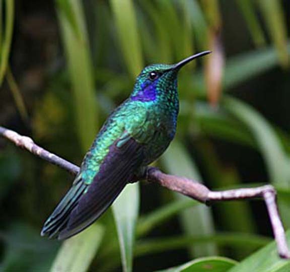 Details : Mexican Violetear - BirdGuides