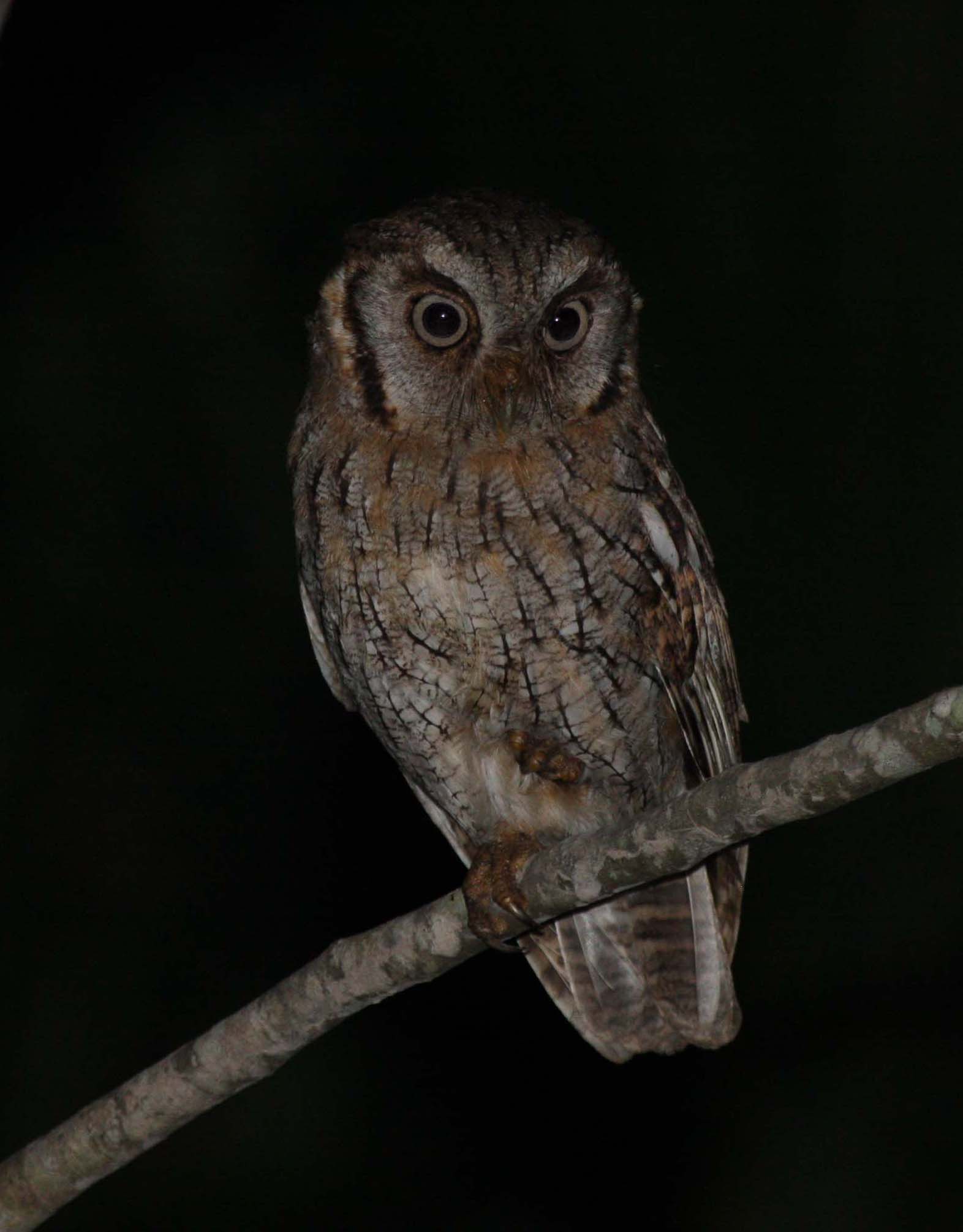 Details : Tropical Screech Owl - BirdGuides