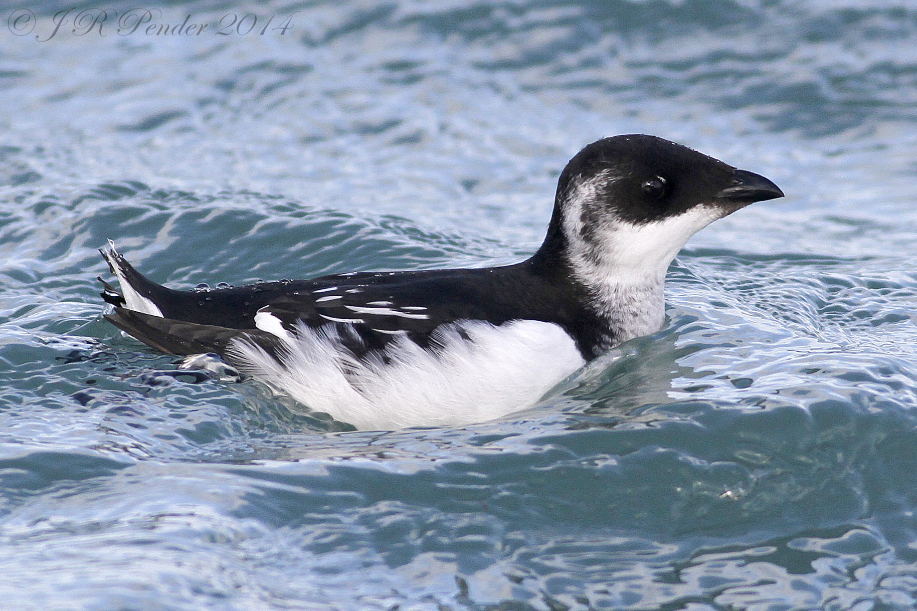 Details : Little Auk - BirdGuides