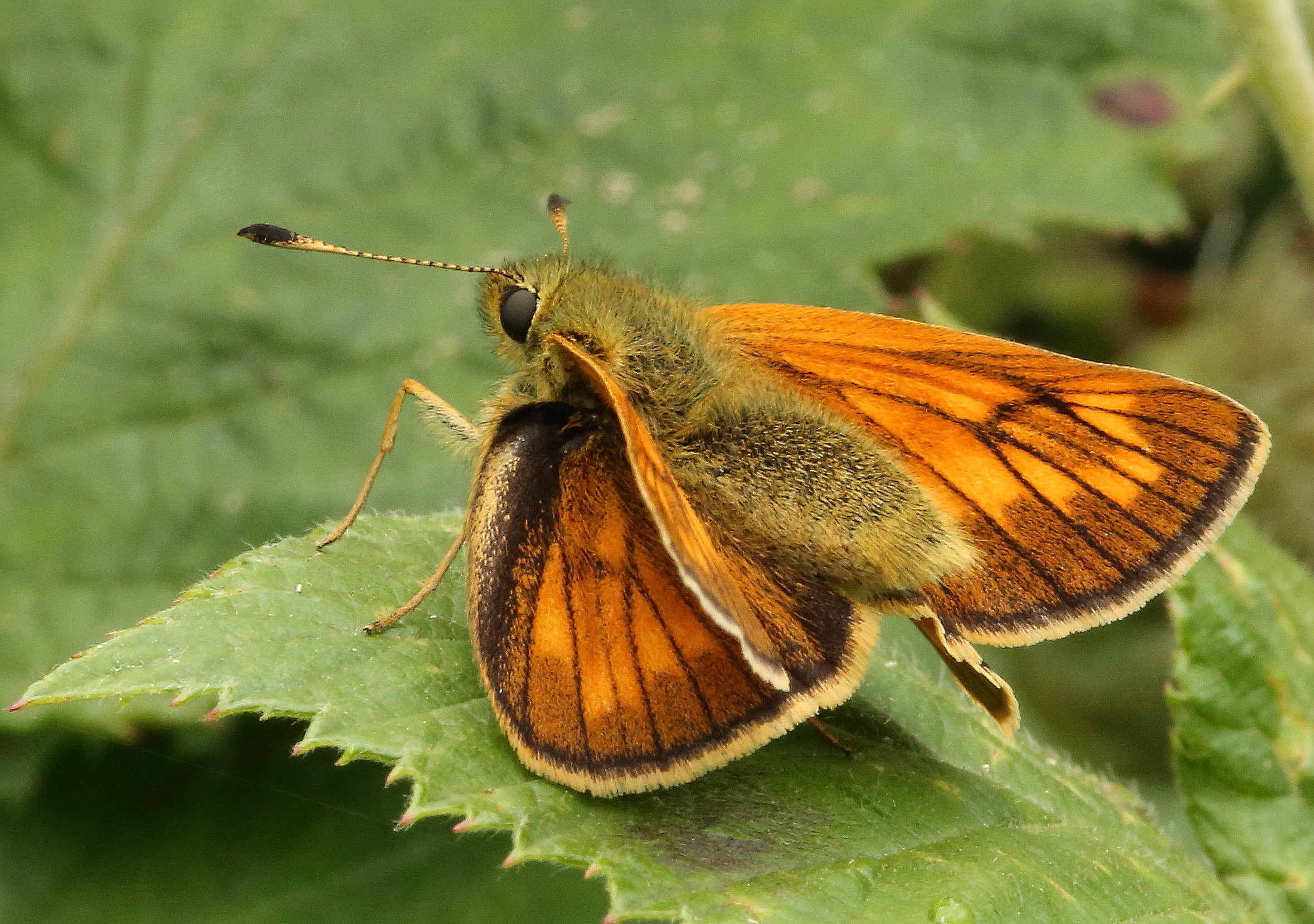 Details : Large Skipper - BirdGuides