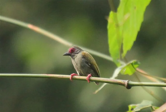 Details : African Piculet - BirdGuides