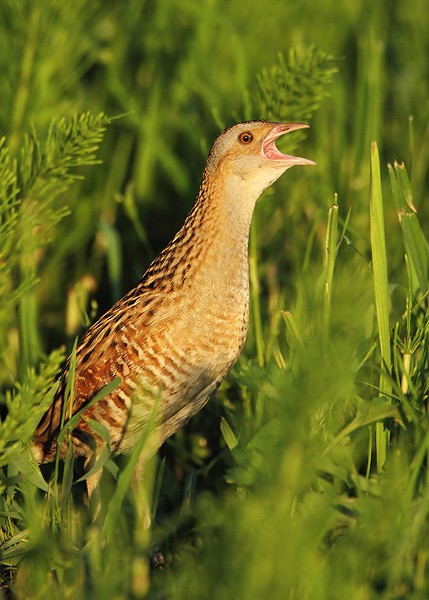 Details : Corncrake - BirdGuides