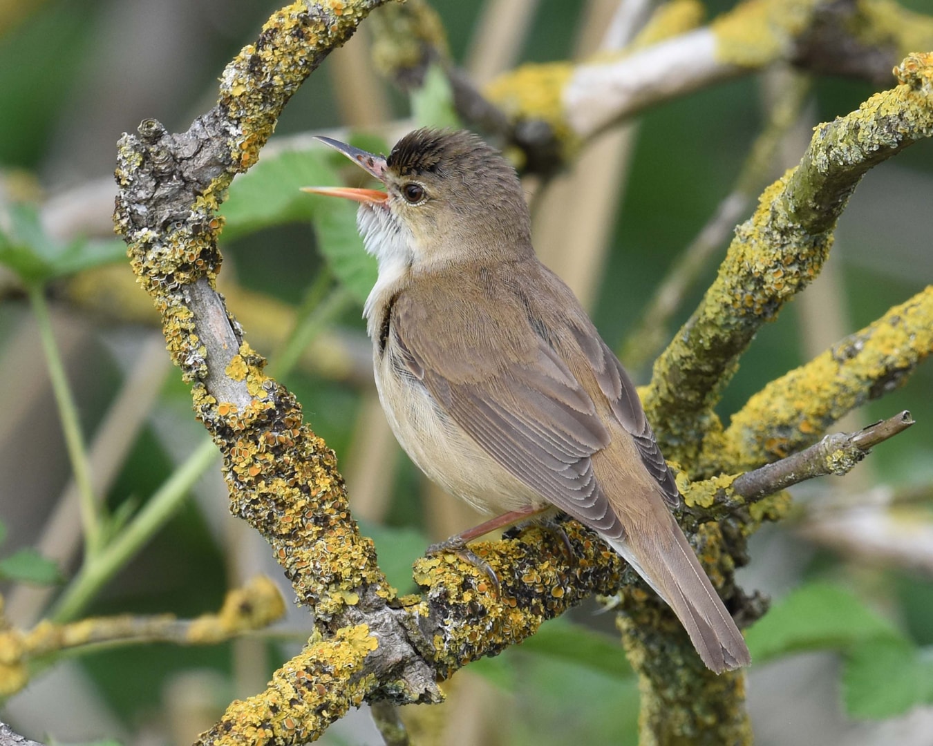 Reed Warbler by Nick Appleton - BirdGuides