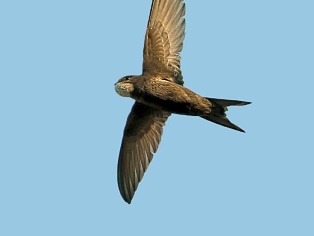 Common Swift by Jeff Hazell - BirdGuides