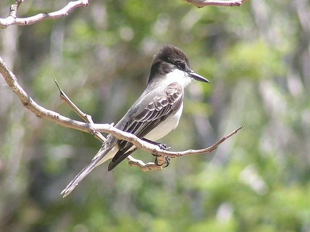 Details : Loggerhead Kingbird - BirdGuides