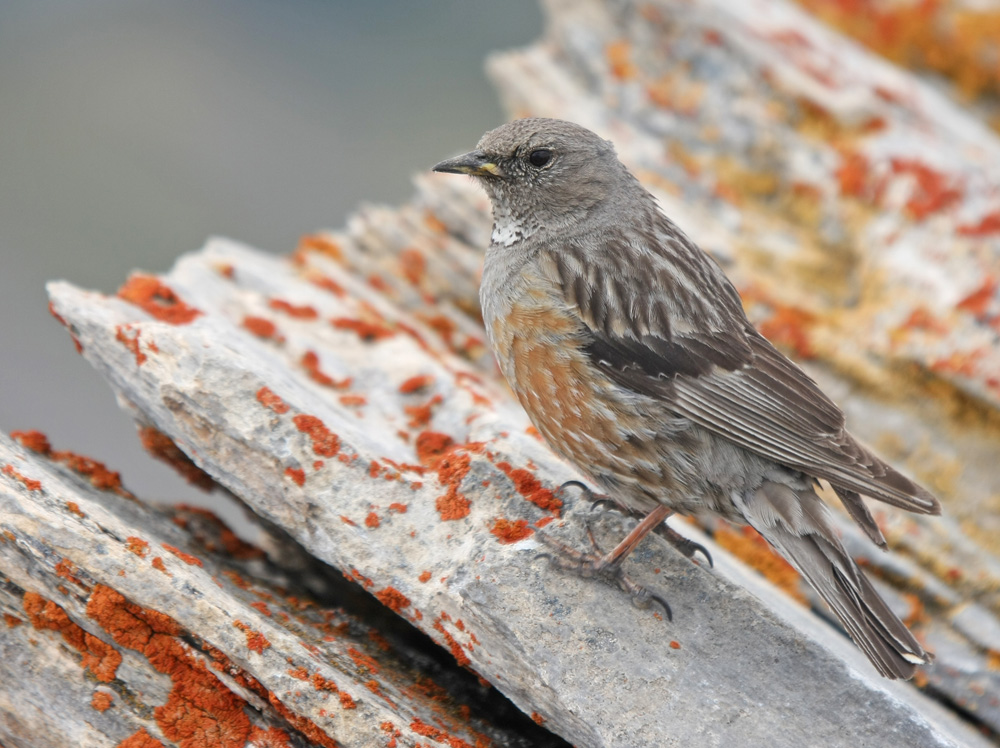 Details : Alpine Accentor - BirdGuides