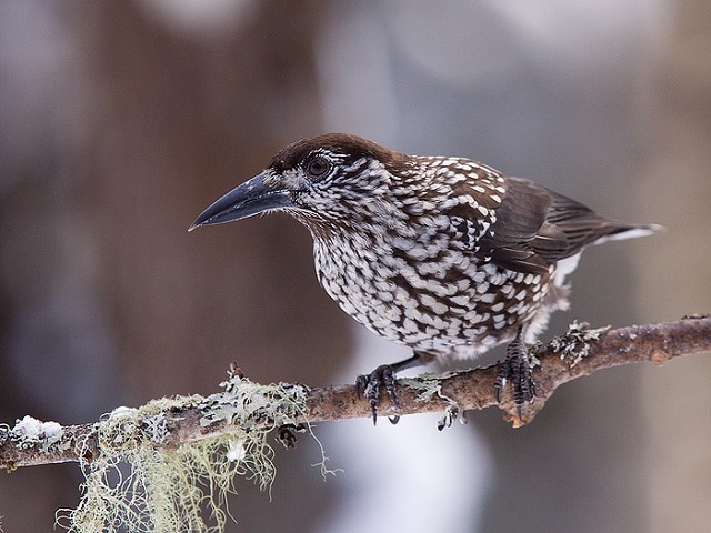 Details : Nutcracker - BirdGuides