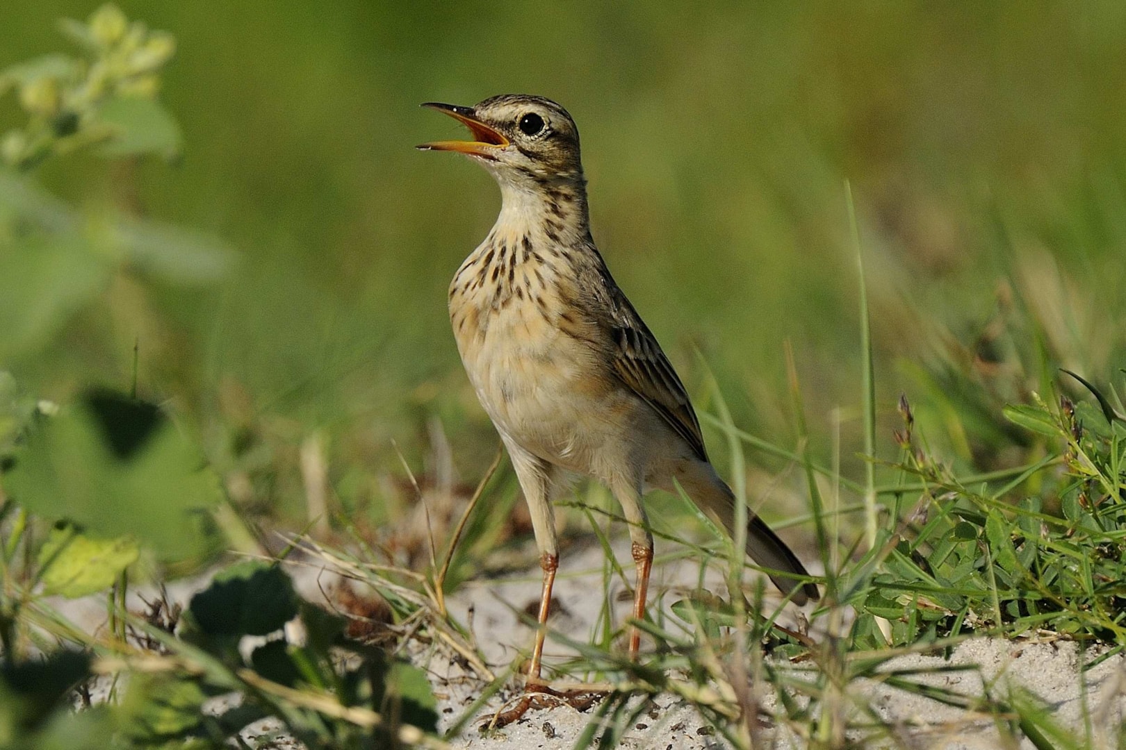 African Pipit by Dave Williams - BirdGuides