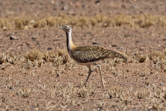 Details : Ludwig's Bustard - BirdGuides