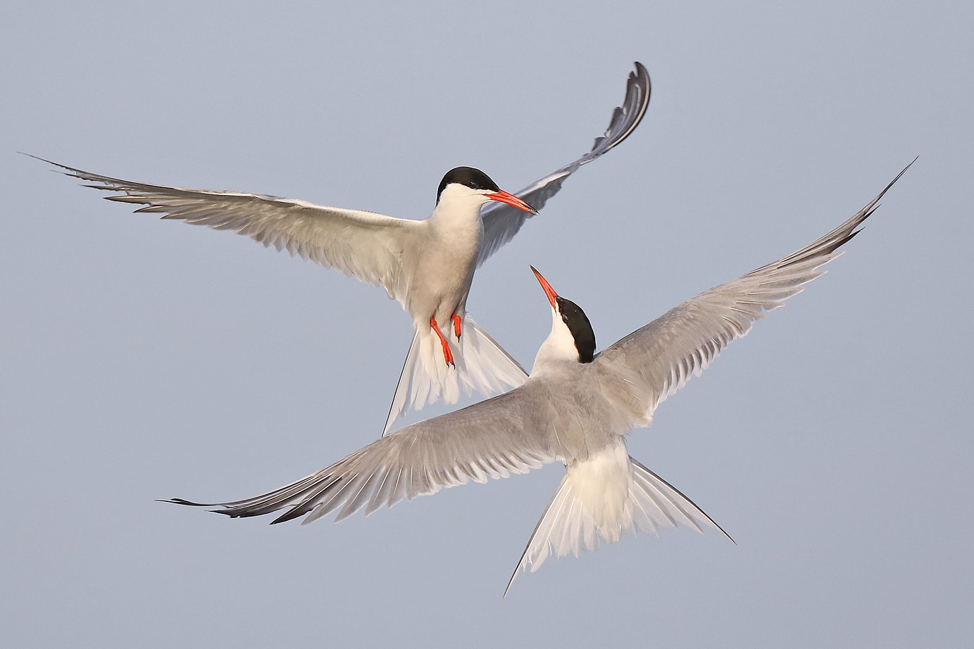 Common Tern by Will Rawles - BirdGuides