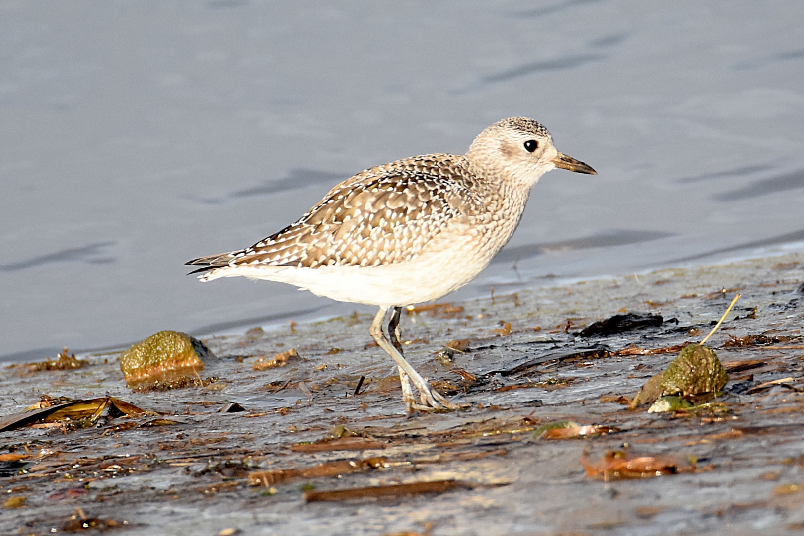Grey Plover by Fausto Riccioni - BirdGuides