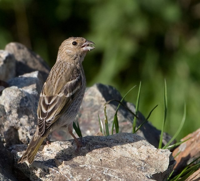 Details : Common Rosefinch - BirdGuides