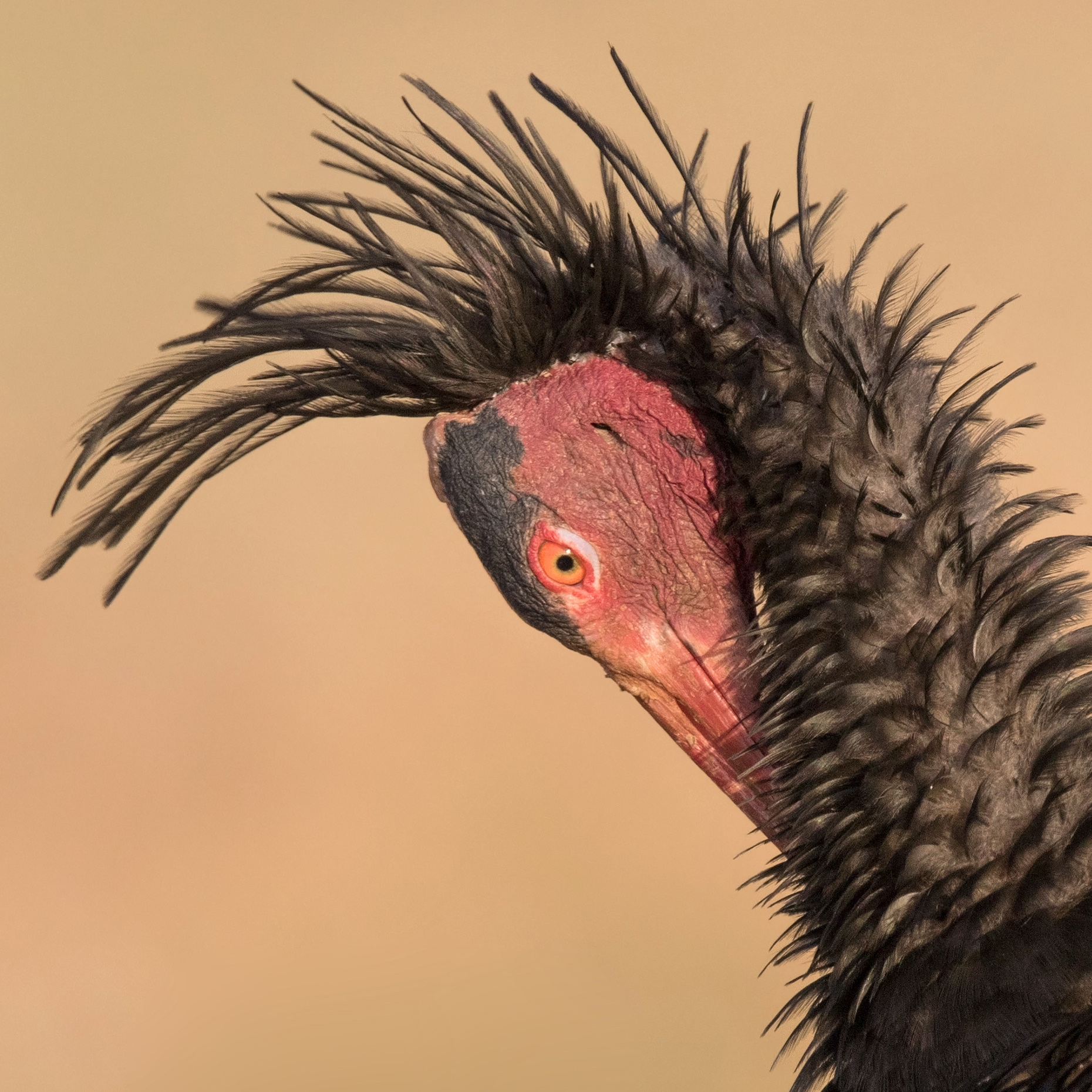 Details : Northern Bald Ibis - BirdGuides