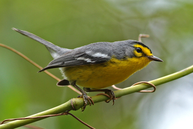 Details : St. Lucia Warbler - BirdGuides