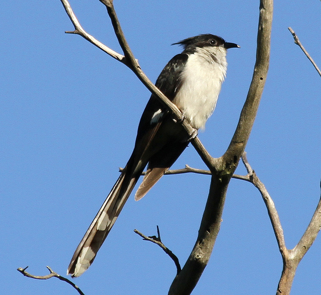 Details : Jacobin Cuckoo - BirdGuides
