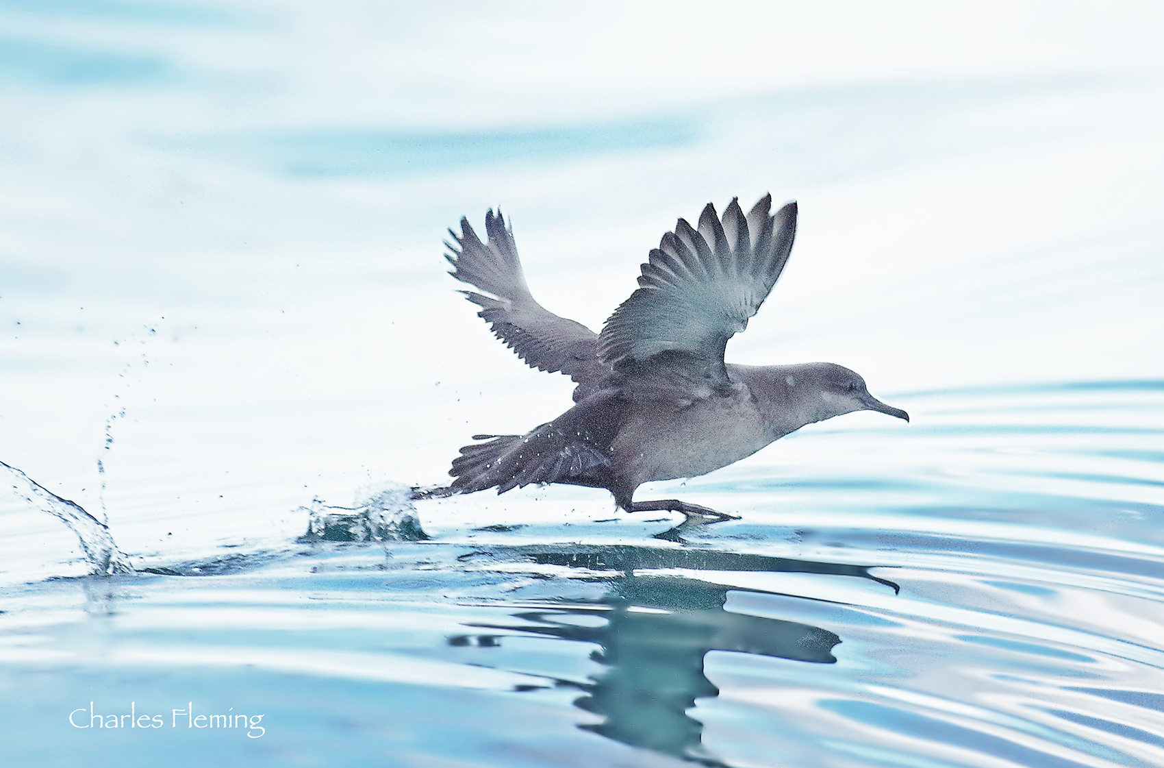 Details : Balearic Shearwater - BirdGuides
