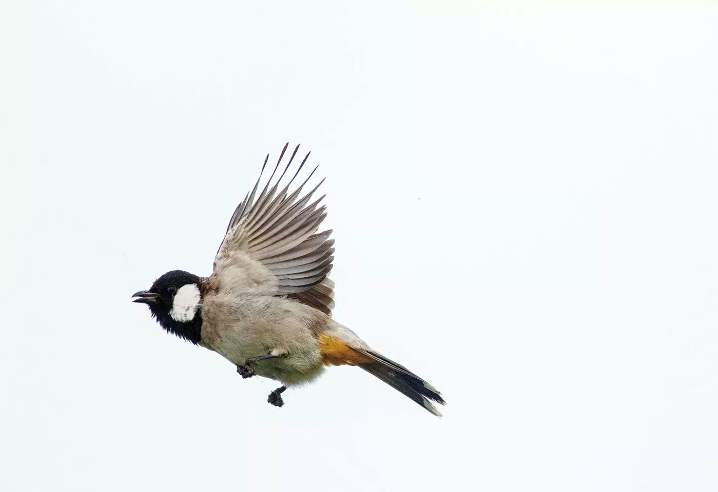 Details : White-eared Bulbul - BirdGuides
