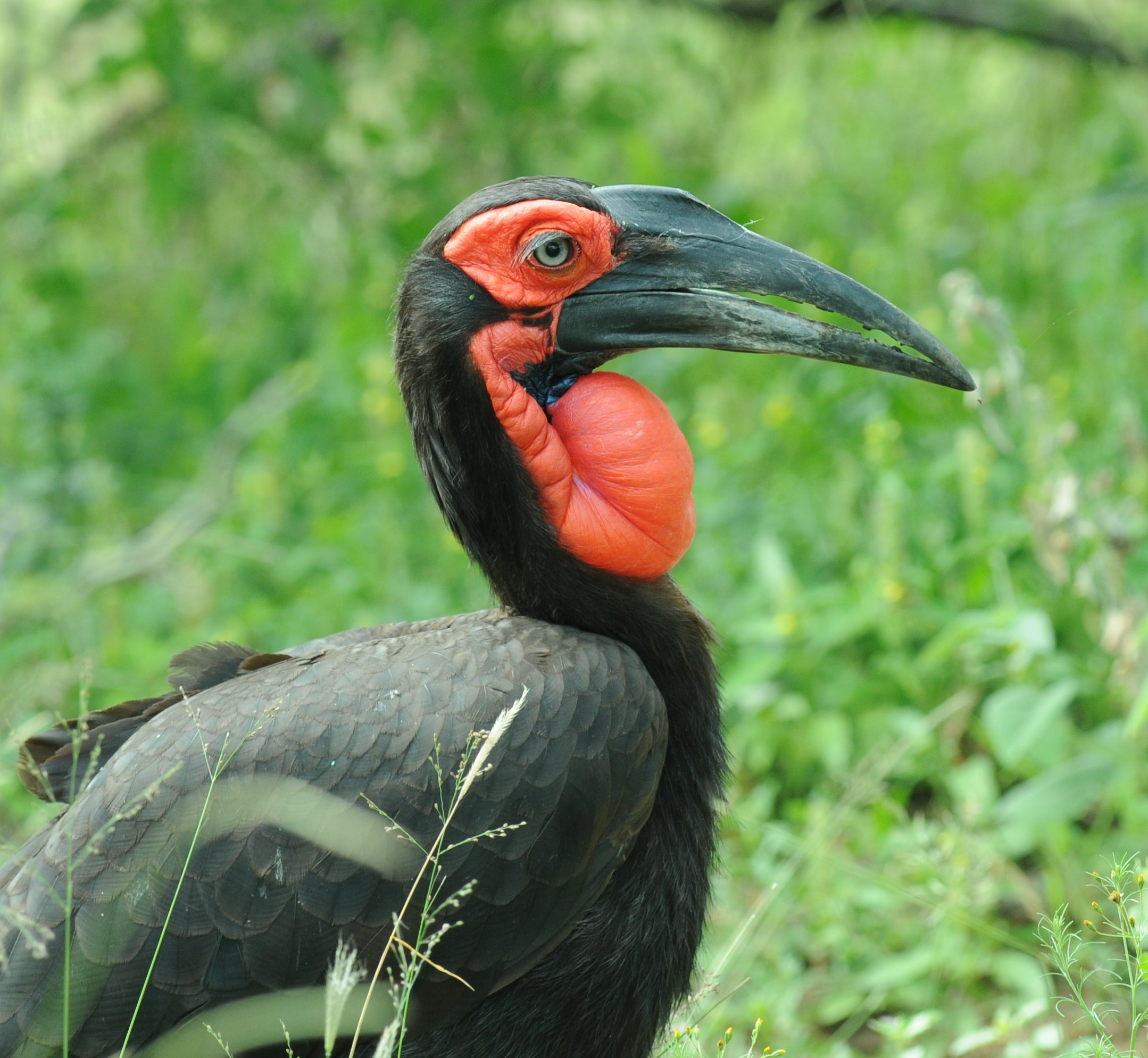 Details : Southern Ground Hornbill - BirdGuides