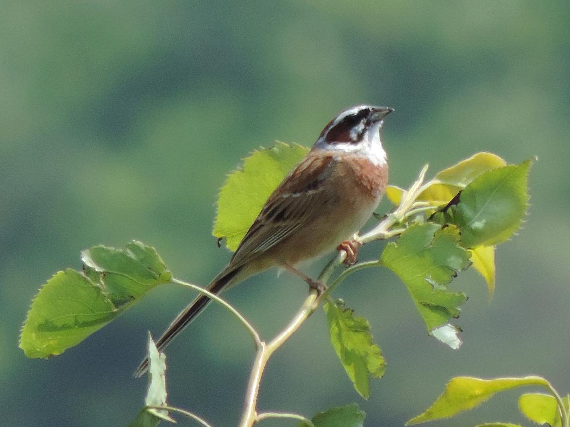 Details : Meadow Bunting - BirdGuides
