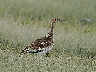 Details : Little Bustard - BirdGuides