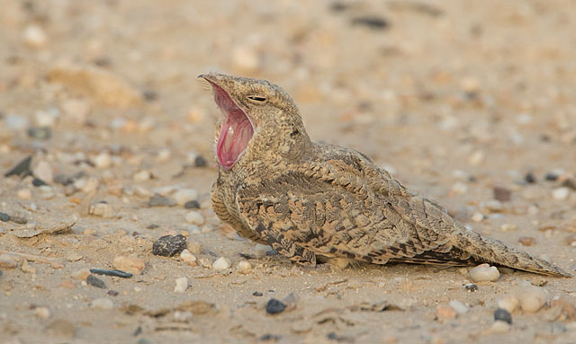Details : Egyptian Nightjar - BirdGuides