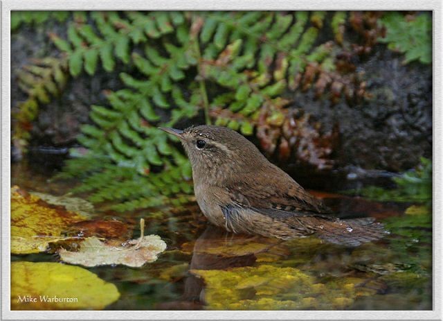 Details : Eurasian Wren - BirdGuides