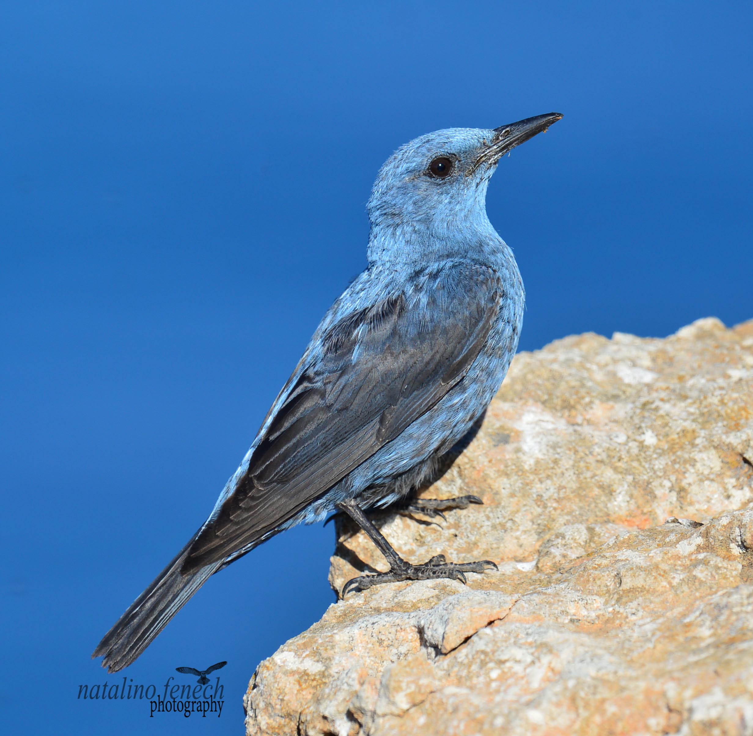 Details : Blue Rock Thrush - BirdGuides