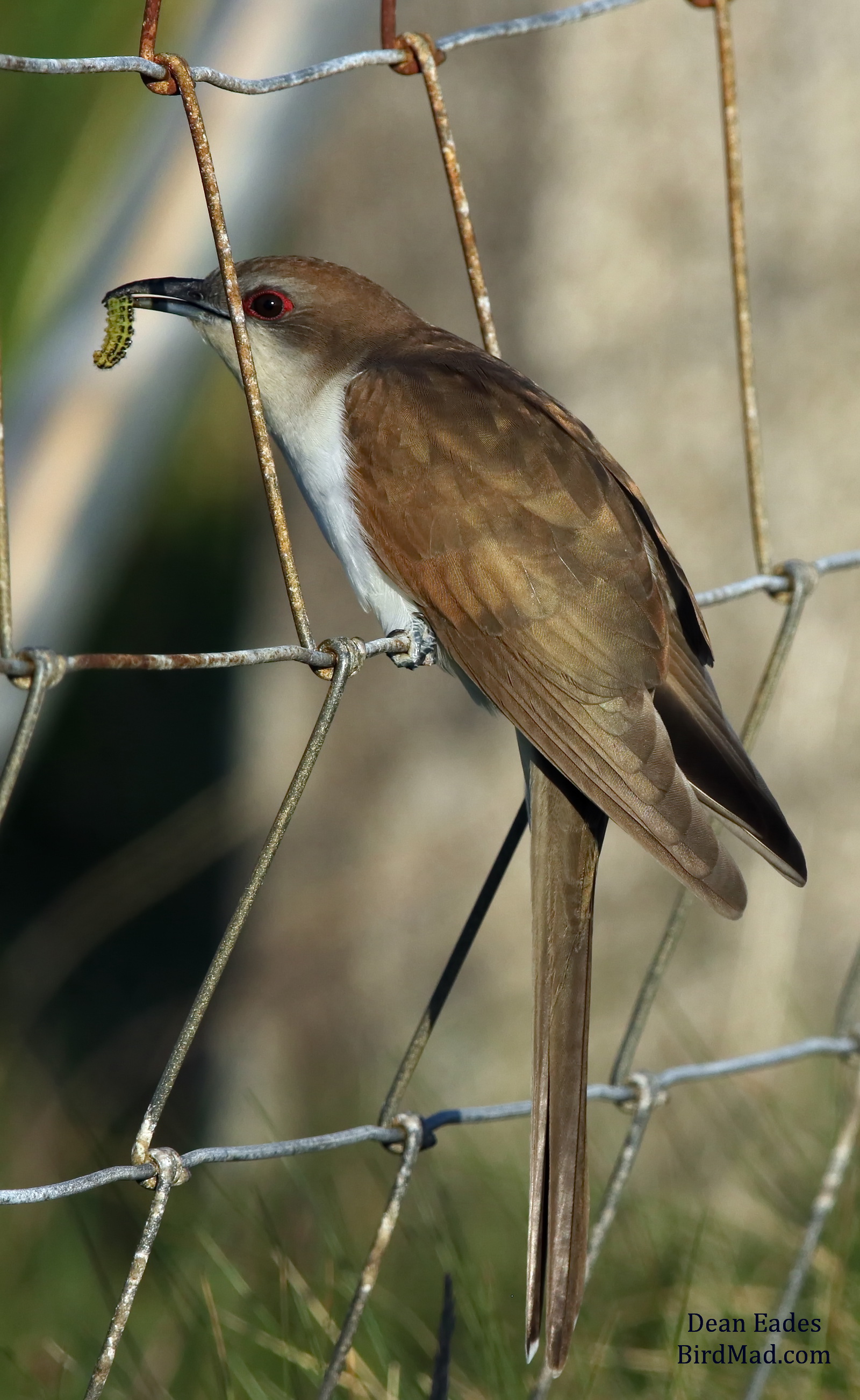 Details : Black-billed Cuckoo - BirdGuides