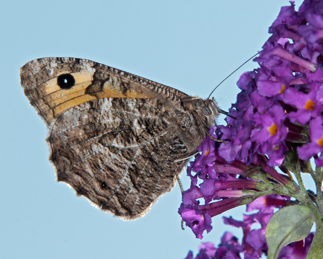 Details : Grayling - BirdGuides