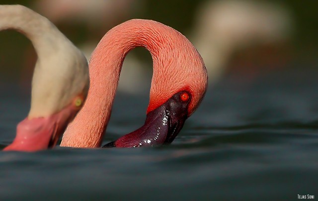 Details : Lesser Flamingo - BirdGuides