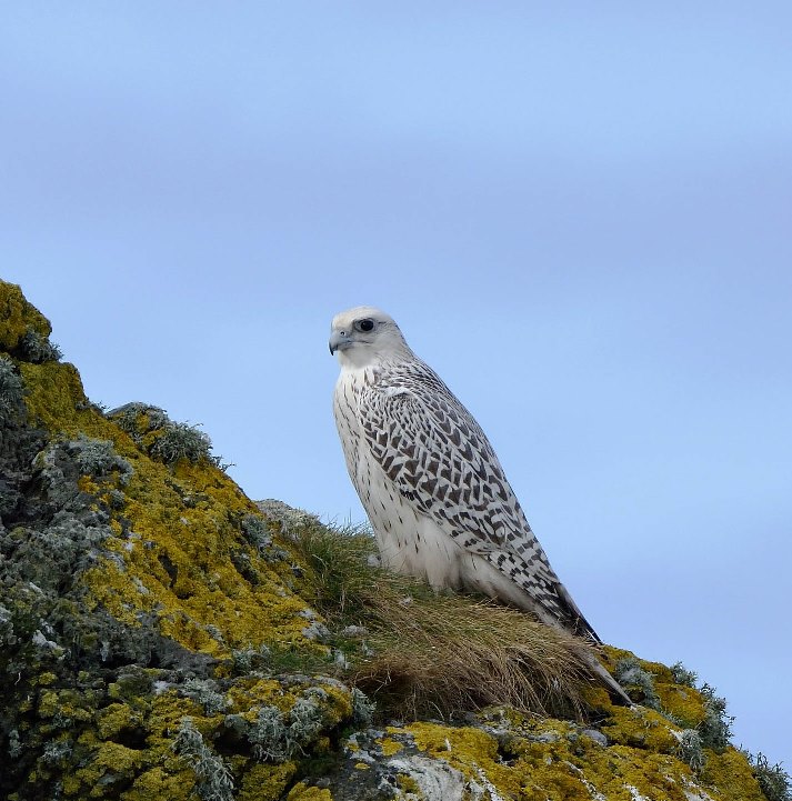 Details : Gyr Falcon - BirdGuides