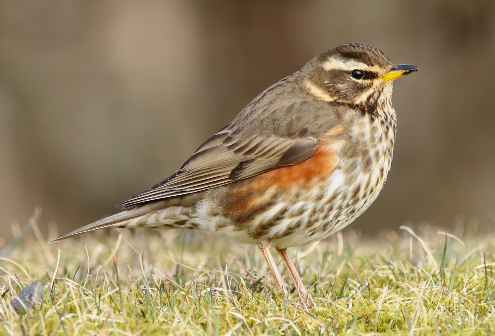 Redwing by Jaz - BirdGuides
