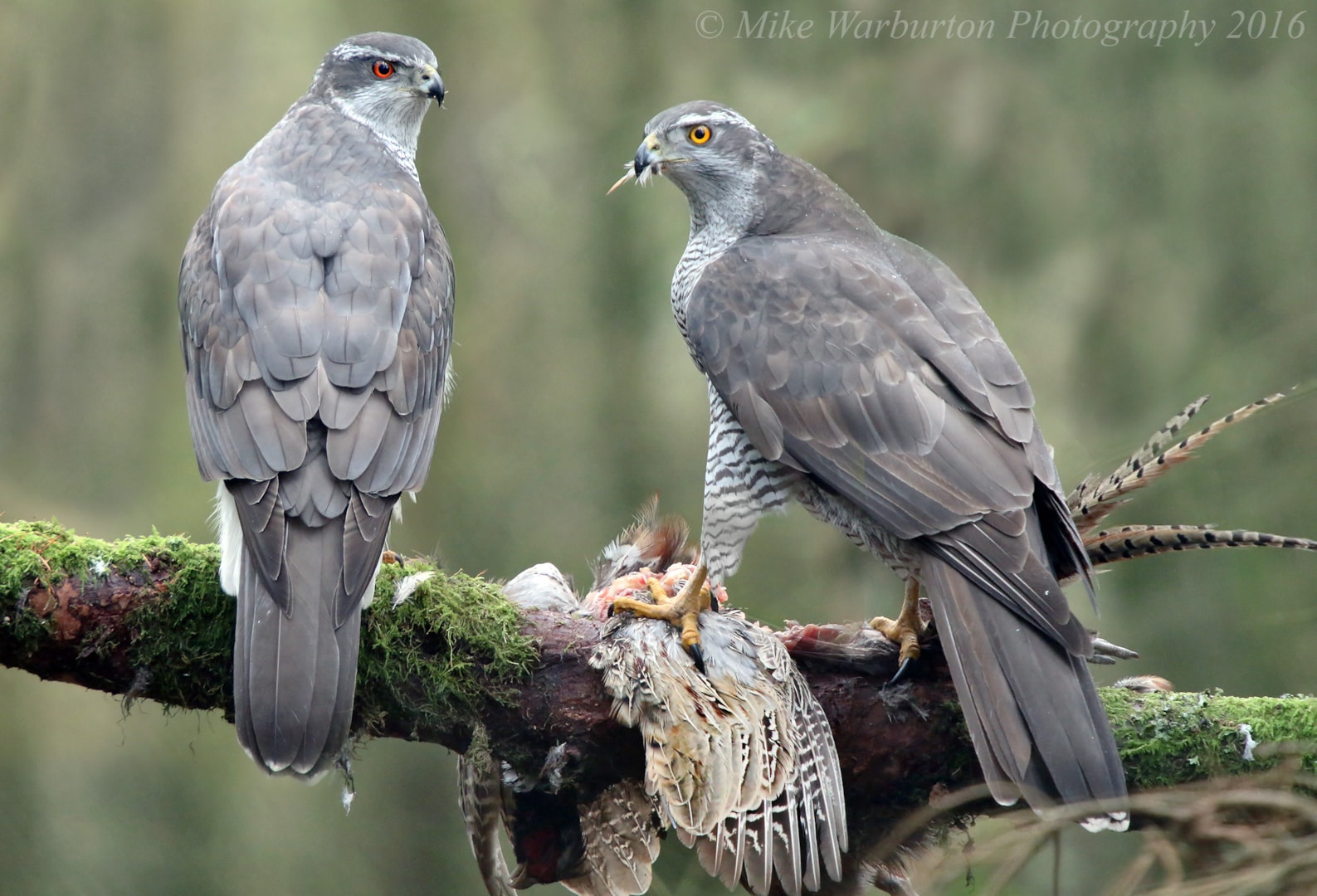 Northern Goshawk by Mike Warburton - BirdGuides