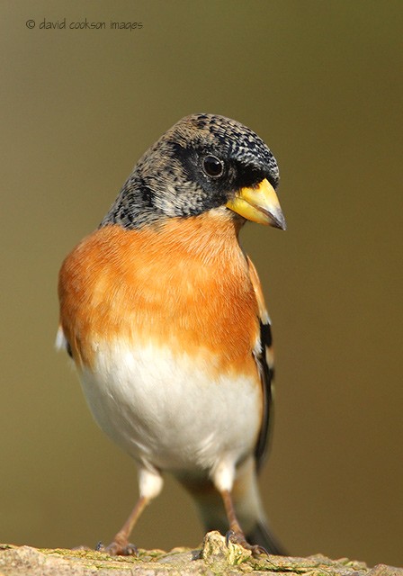 Focus On: Brambling or Chaffinch? - BirdGuides