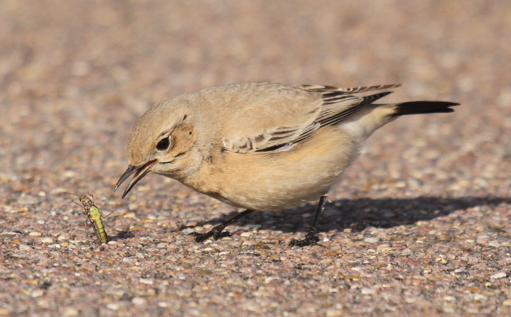 Desert Wheatear by Julian Thomas - BirdGuides