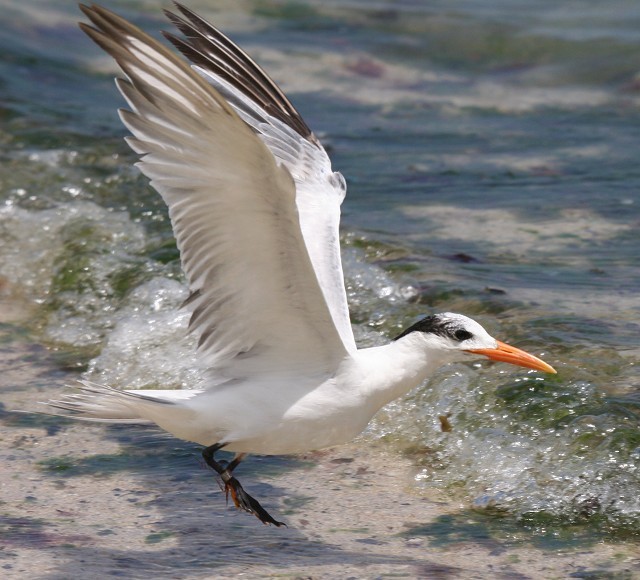 Details : Royal/West African Crested Tern - BirdGuides