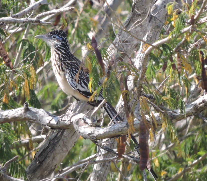 Details : Lesser Roadrunner - BirdGuides