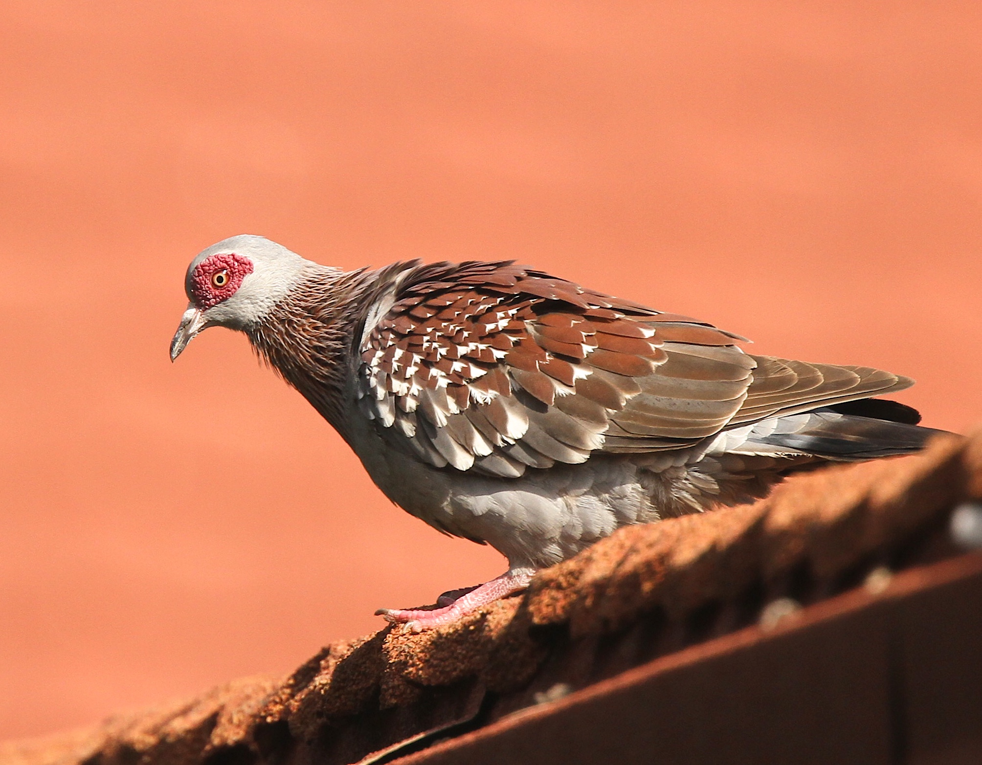 Details : Speckled Pigeon - BirdGuides