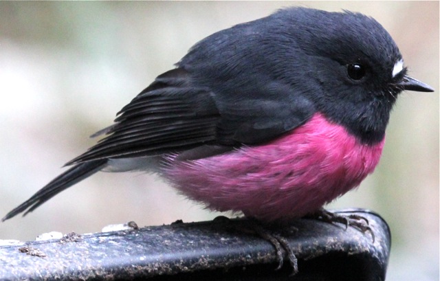 Details : Pink Robin - BirdGuides