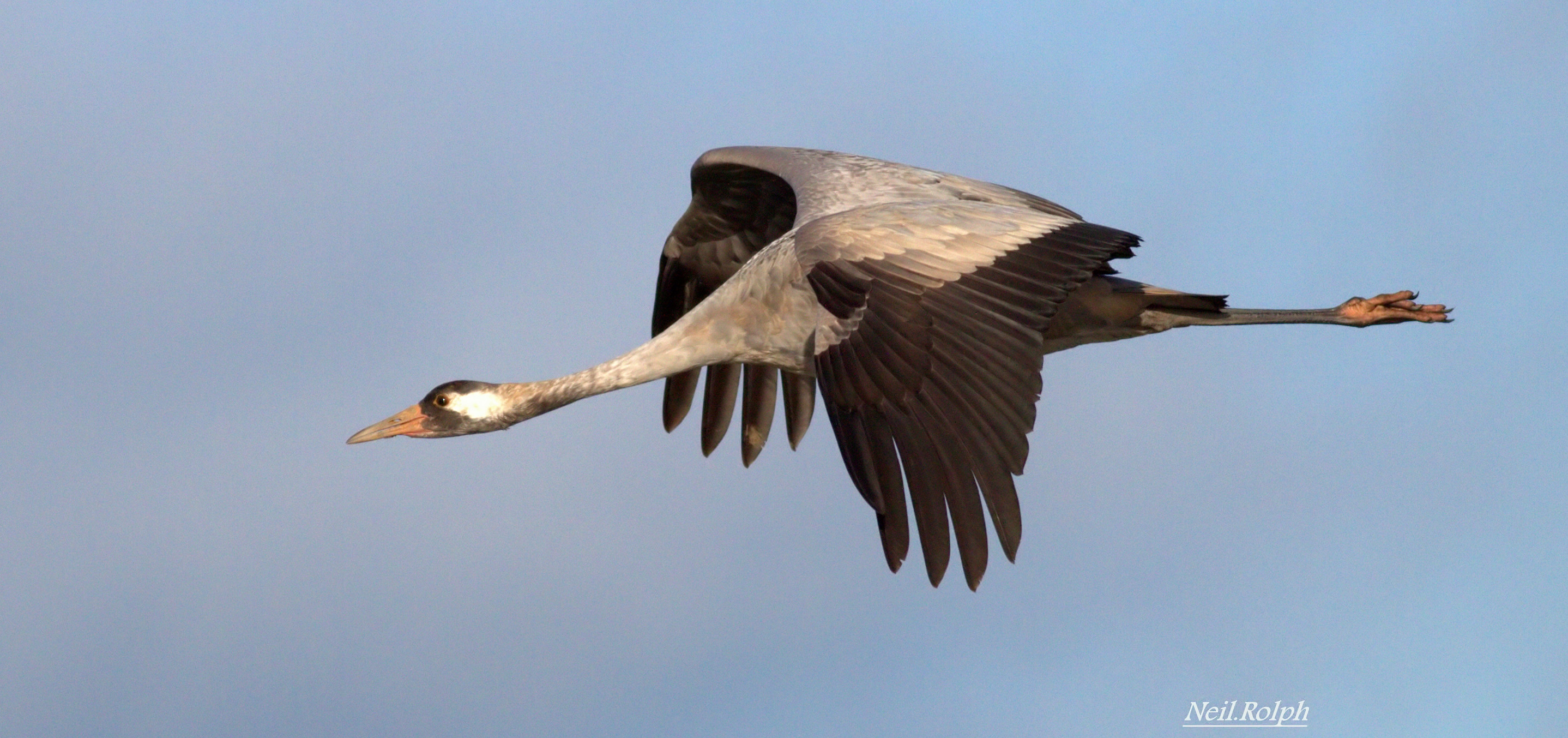 Common Crane breeding success at Lakenheath Fen - BirdGuides